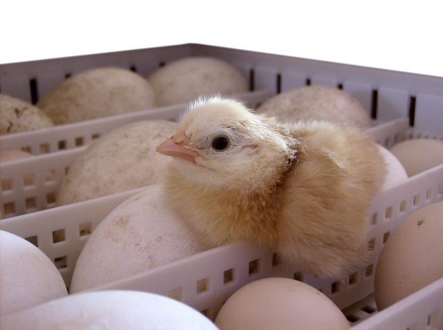 Poultry Products | Carefree Enzymes INC